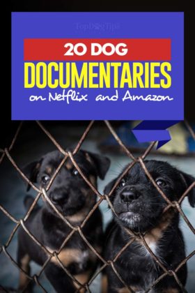 20 Best Dog Documentaries on Netflix and Amazon Prime in 2018