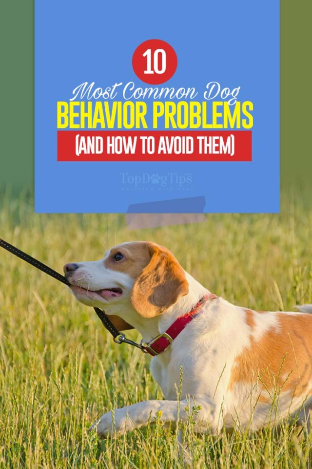 10 Serious Dog Behavior Problems and How to Deal With Them Quickly