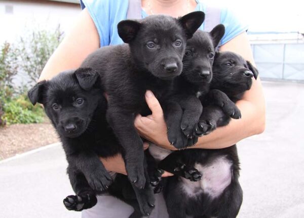 Breeder vs. Shelter: Where Should You Adopt a Dog? – Top Dog Tips