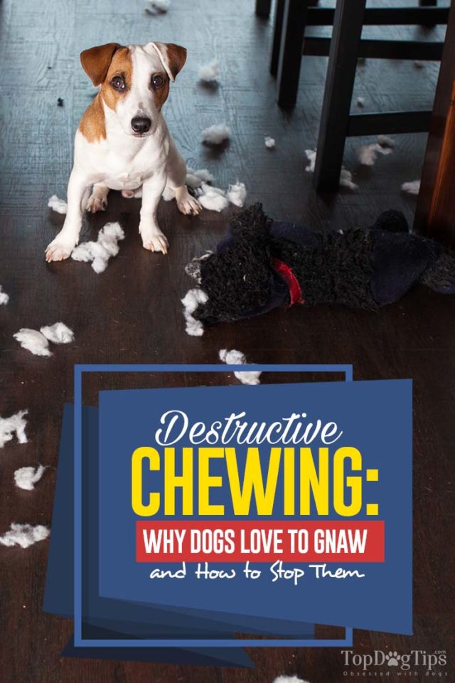 Destructive Chewing Why Dogs Love To Gnaw And How To Stop This Top