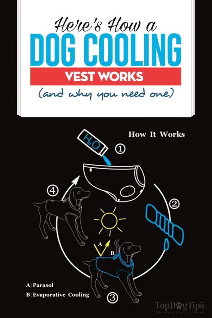 How a Dog Cooling Vest Works – Top Dog Tips
