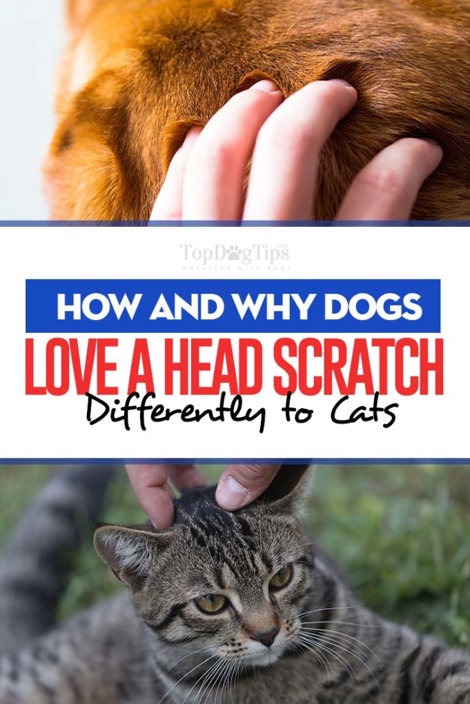 Dogs and Cats Appreciate a Head Scratch Differently – Top Dog Tips
