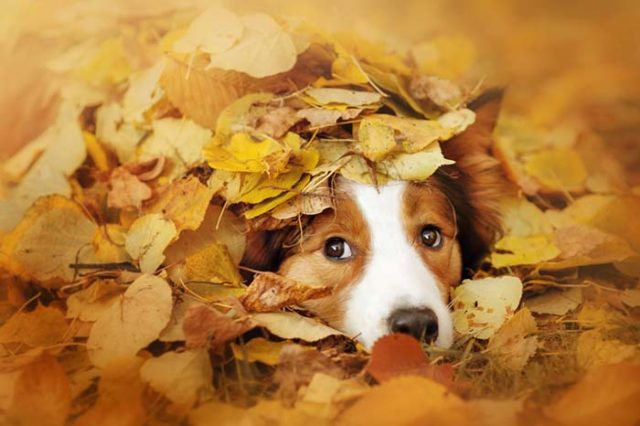 10 Unique Fall Activities with Dogs – Top Dog Tips