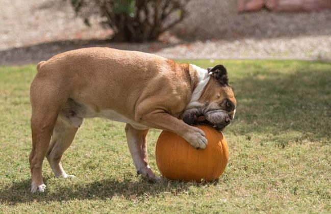 10 Unique Fall Activities with Dogs – Top Dog Tips