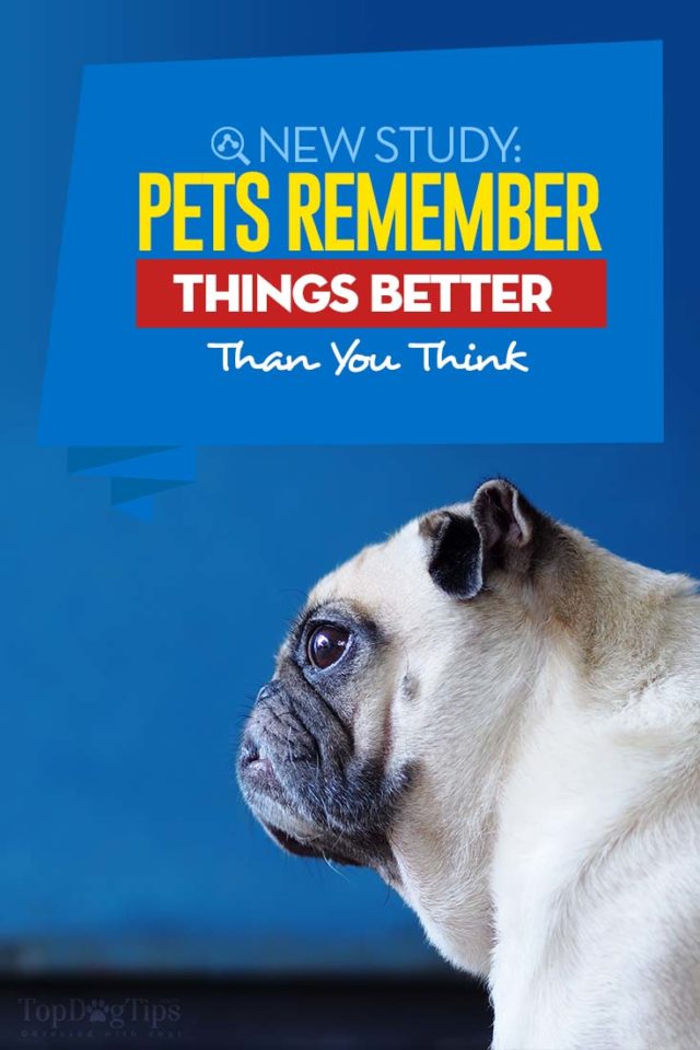 Pets Remember Things Better Than You Think, Studies Show – Top Dog Tips