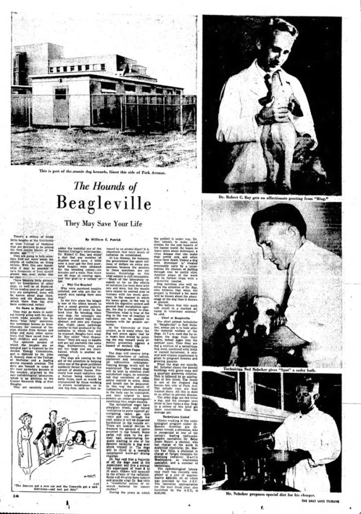 A Timeline of How and Why Beagles Were Used in Lab Experiments – Top ...