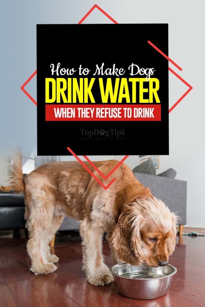 How to Make a Dog Drink Water When Your Dog Refuses (Step by Step)