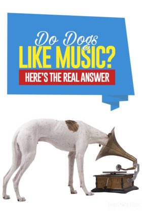 Do Dogs Like Music? Scientists Say Yes: Here's What Music Dogs Like