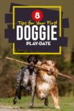 8 Tips for Your First Doggie Play-Date – Top Dog Tips