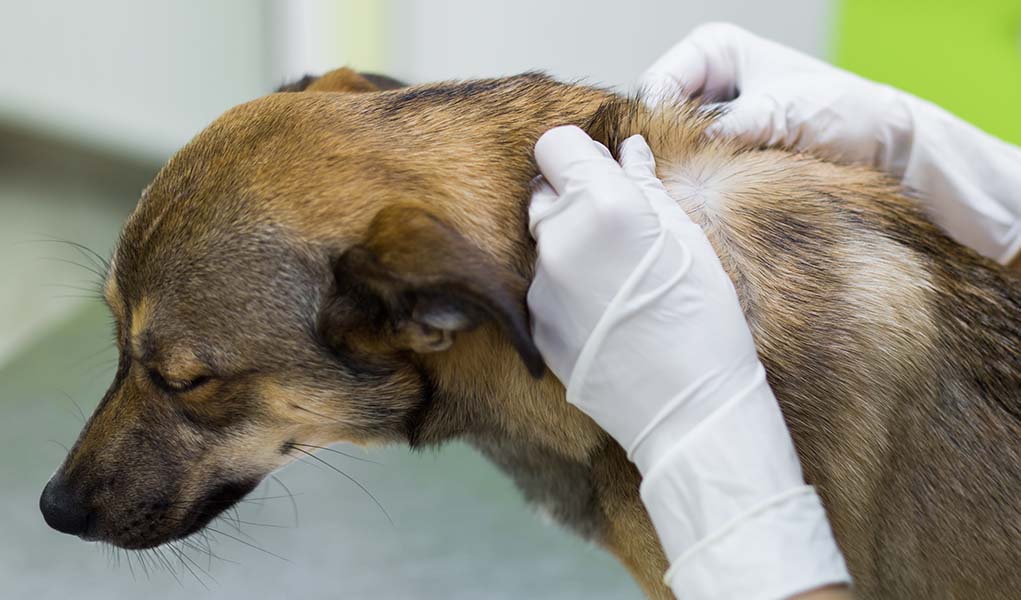9 Most Common Dog Health Issues How To Prevent And Treat Them 9 Most Common Dog Health Issues How To Prevent And Treat Them