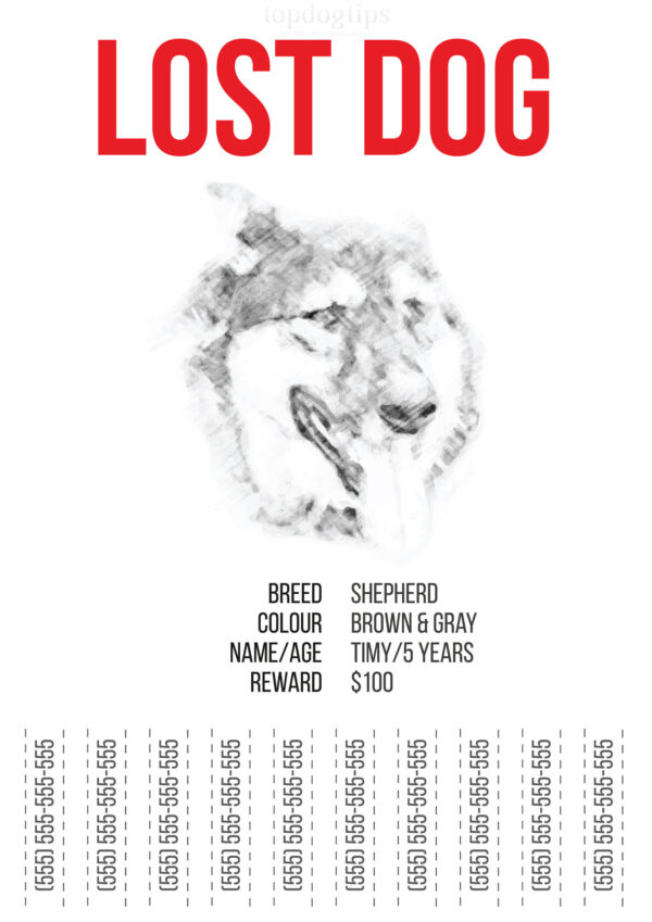 How to Find a Missing Dog: 10 Best Tips to Reunite You With Your Dog