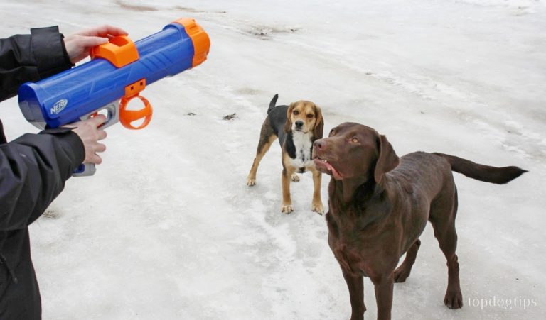 Nerf Dog Tennis Ball Blaster Review: The Best Fetch Ball Launcher?