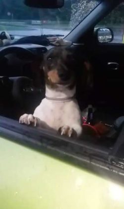 This Poor Dog Became Homeless After Owners Had a Baby – Top Dog Tips
