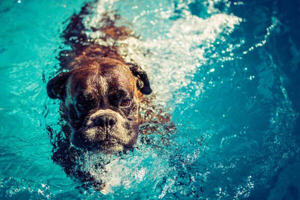 20 Dog Breeds Worst at Swimming