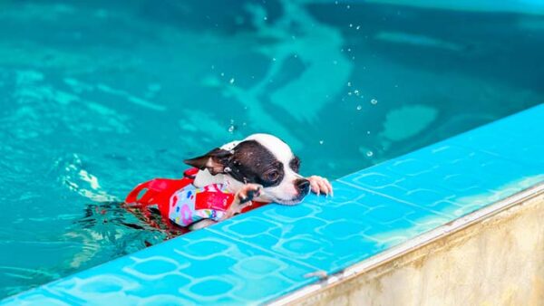 20 Dog Breeds Worst at Swimming