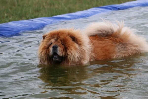 20 Dog Breeds Worst at Swimming