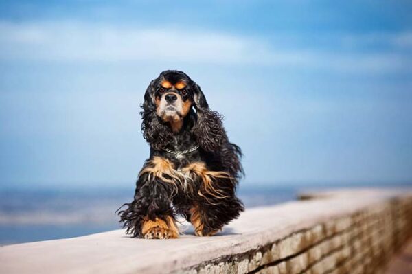20 Most Truly American Dog Breeds