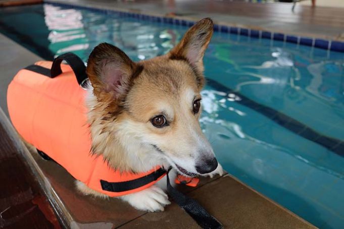 20 Dog Breeds Worst at Swimming