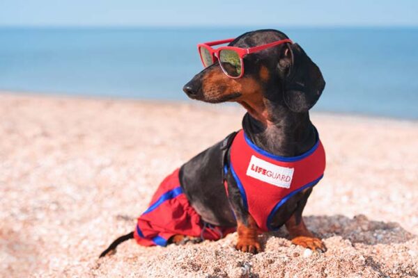 20 Dog Breeds Worst at Swimming