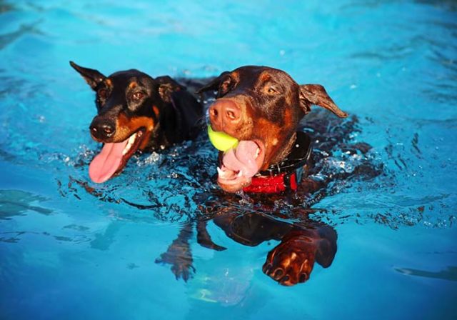 20 Dog Breeds Worst at Swimming