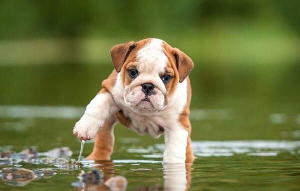 20 Dog Breeds Worst at Swimming