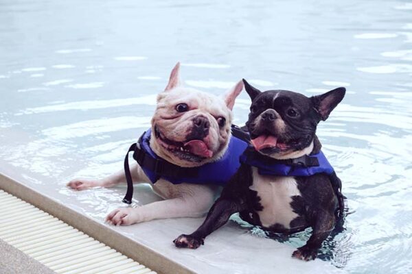 20 Dog Breeds Worst at Swimming