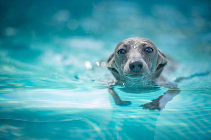 20 Dog Breeds Worst at Swimming