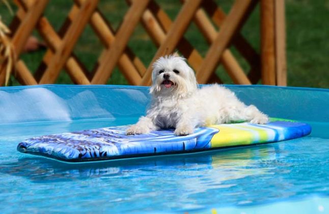 20 Dog Breeds Worst at Swimming