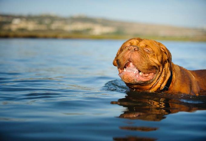 20 Dog Breeds Worst at Swimming