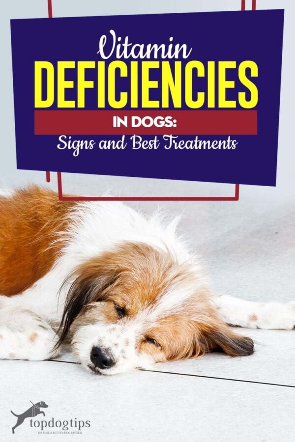 Vitamin Deficiencies in Dogs: Causes and Treatments