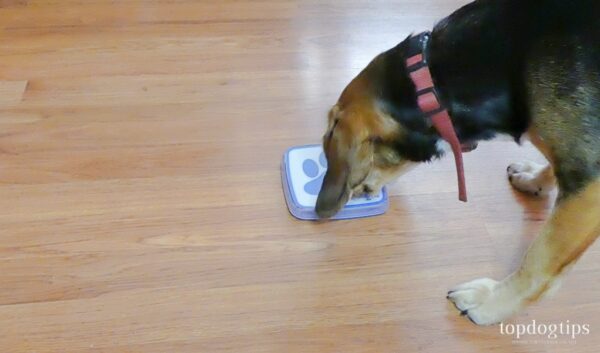 Review: Paws2Go Dog Potty Training Assistant – Top Dog Tips