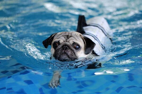 20 Dog Breeds Worst at Swimming