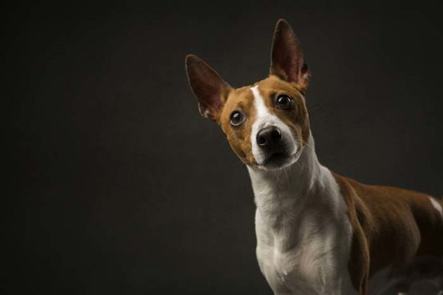 20 Most Truly American Dog Breeds