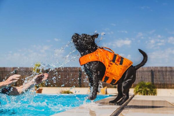 20 Dog Breeds Worst at Swimming