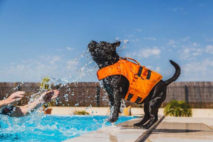 20 Dog Breeds Worst at Swimming