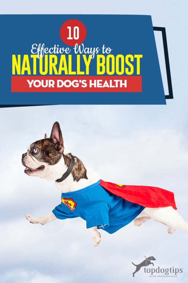 10 Effective Ways to Naturally Boost Your Dog's Health – Top Dog Tips