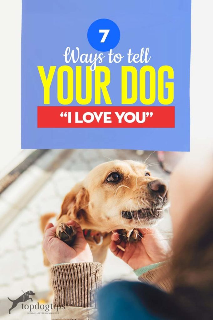 7 Ways to Tell Your Dog "I Love You" – Top Dog Tips
