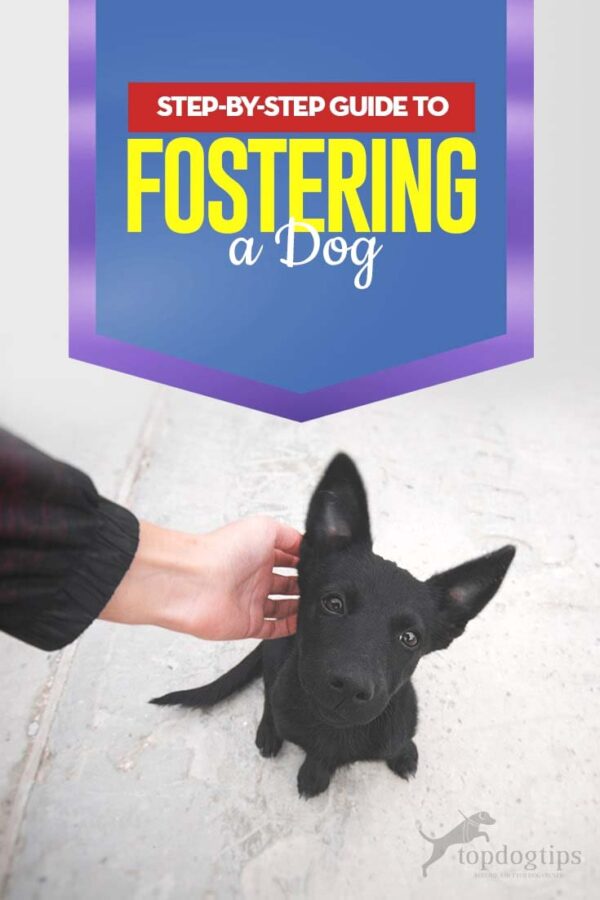 The Complete Guide to Fostering a Dog