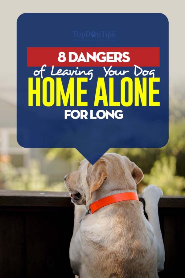 8 Dangers of Leaving Your Dog Home Alone for Long