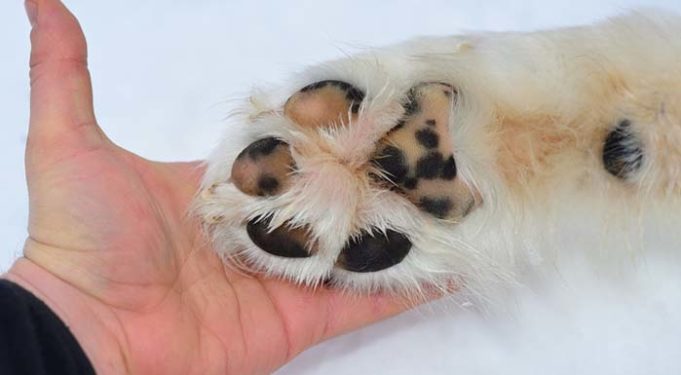 Dog Paw Protection: 5 Ways of Protecting Dog Paws in Winter