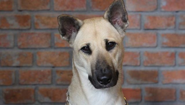 Deaf Dog: The Complete Guide to Ownership, Care and Training
