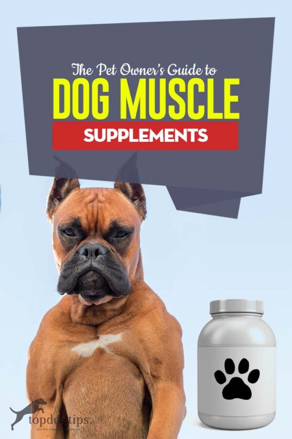 Dog Muscle Supplements: Pet Owner’s Guide on Proper Use and Safety