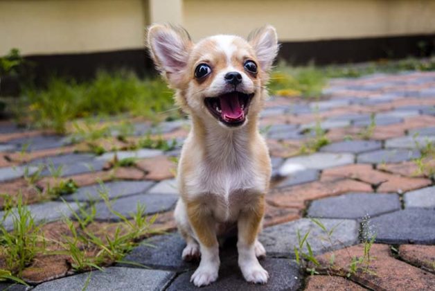 15 Breeds with Least Health Problems – Top Dog Tips