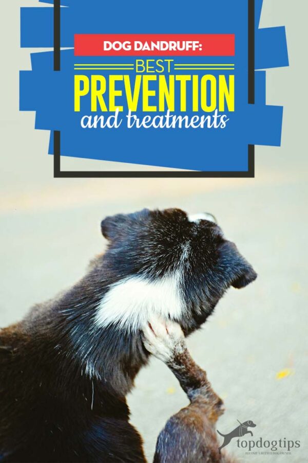 Dog Dandruff: 6 Different Causes, Prevention and Treatment of Each One