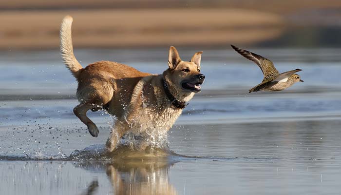 Hunting Dog Training: The Ultimate Guide with a Timeline