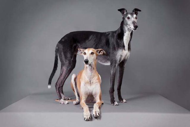 15 Breeds with Least Health Problems – Top Dog Tips