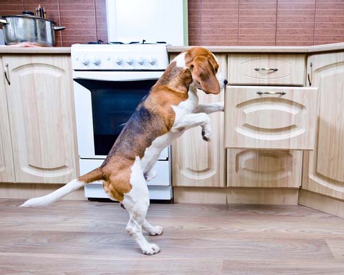 10 Ways to Keep Your Dog Busy During the Day