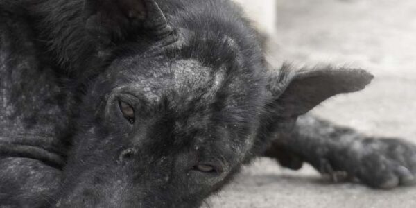 Dog Dandruff: 6 Different Causes, Prevention and Treatment of Each One