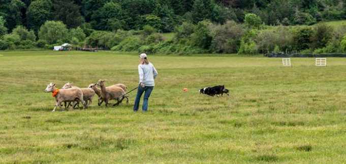 11 Dog Sports Your Active Dogs (And Yourself) Can Compete In Right Now