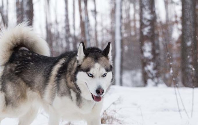 25 Wolf Dog Breeds (with Same Characteristics to Wolves)